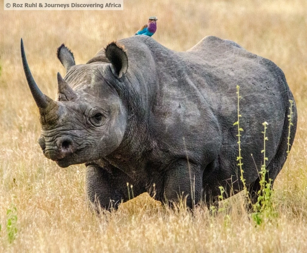 It's Animal Spoof Time! (NatureRules1 Version) | The Parody Wiki | Fandom