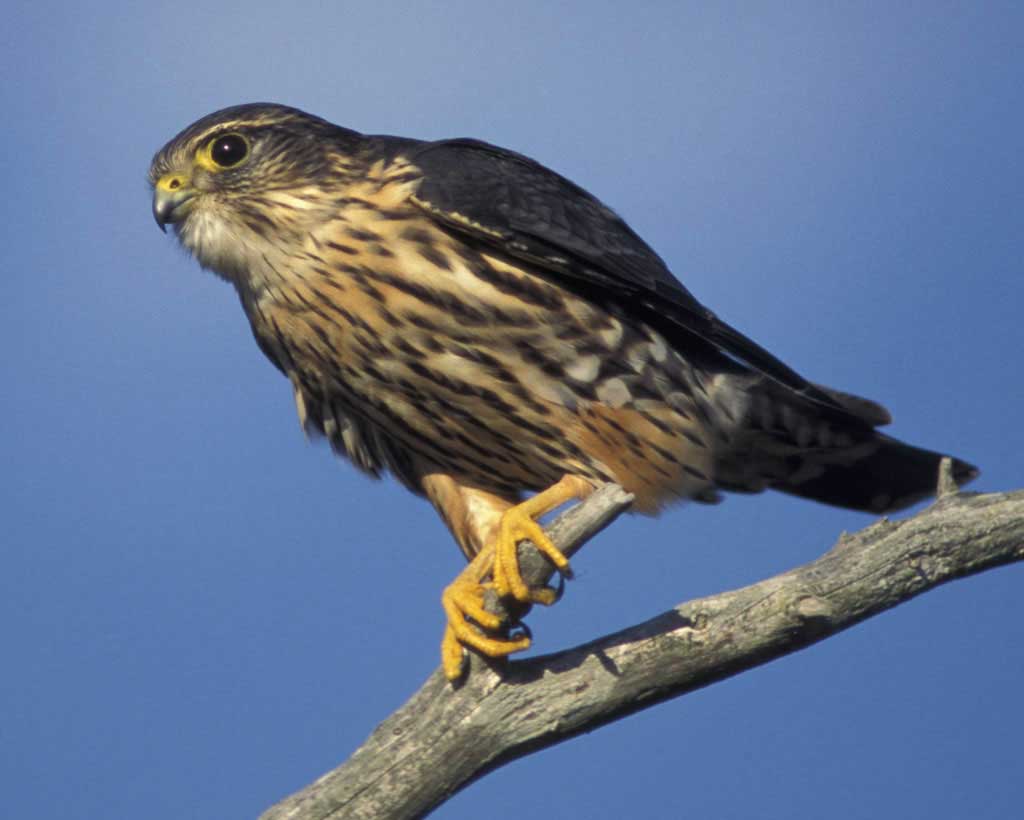 Merlin Falcon