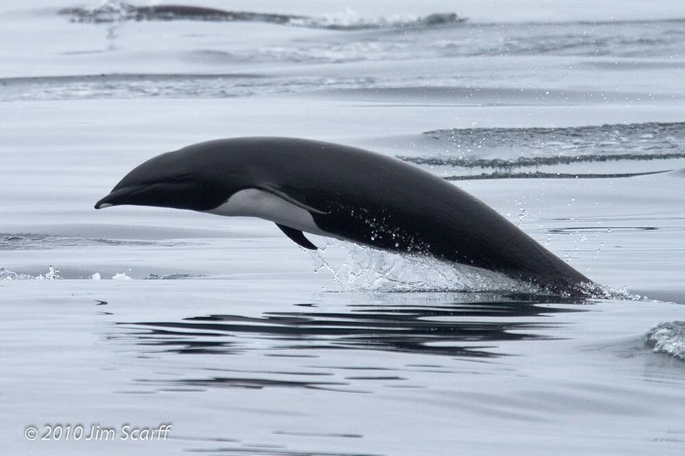 Northern Right Whale Dolphin | The Parody Wiki | Fandom