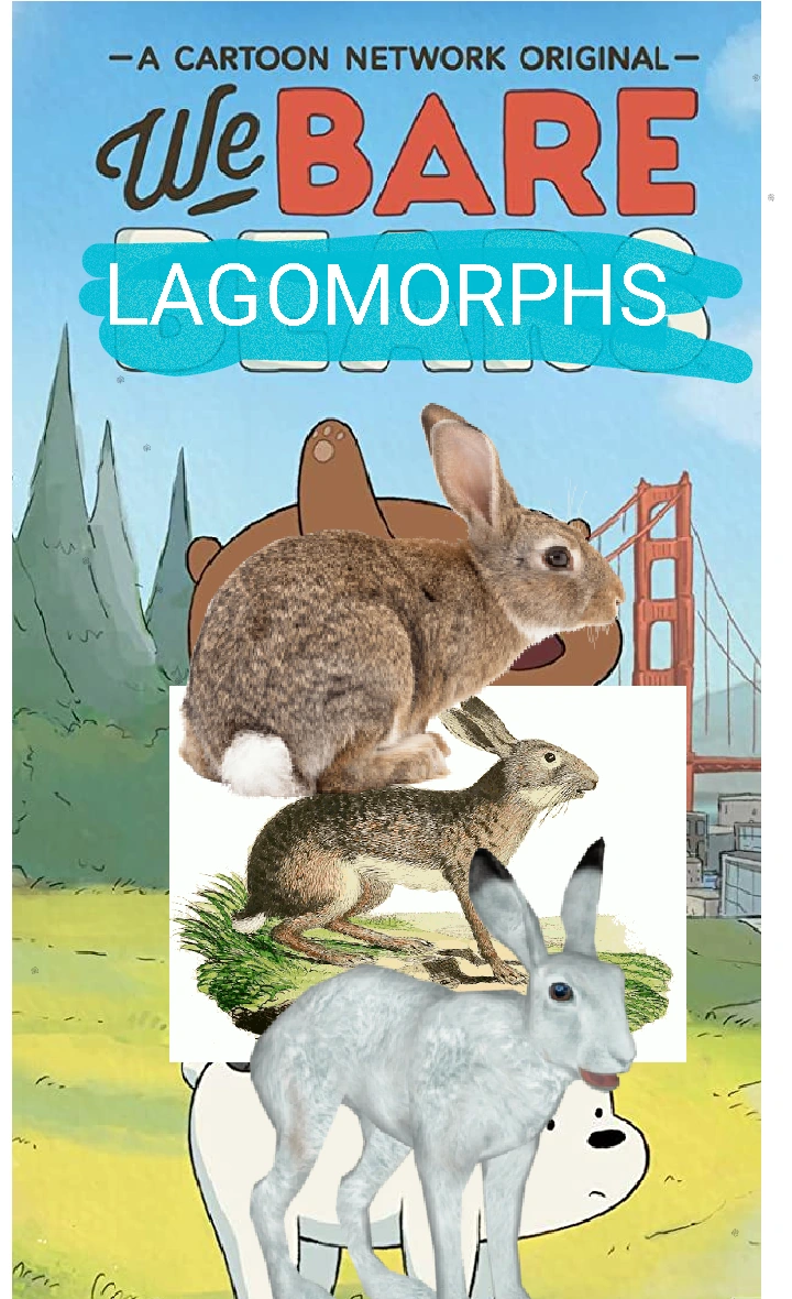 Lagomorphs