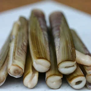 Razor Clam | The Parody Wiki | Fandom