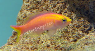 Sunset Anthias | The Parody Wiki | Fandom