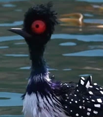 Becky (Finding Dory) | The Parody Wiki | Fandom