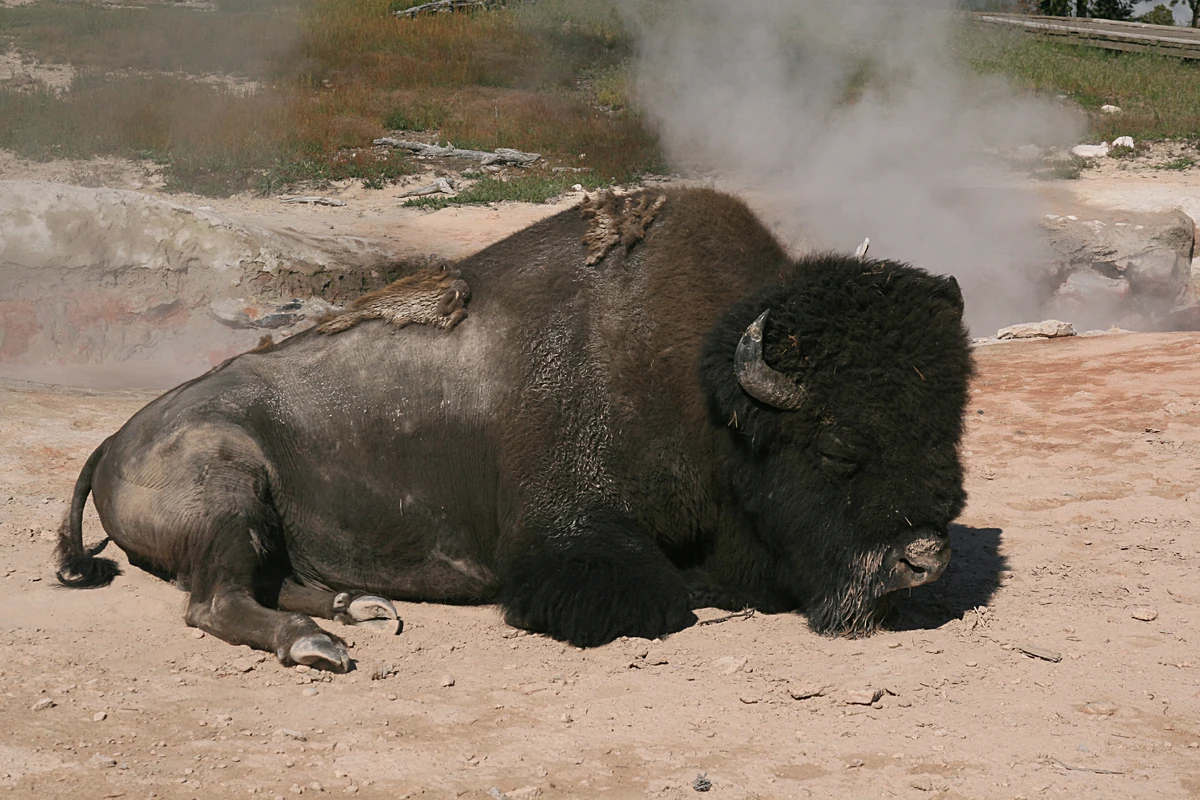 American Bison | The Parody Wiki | Fandom