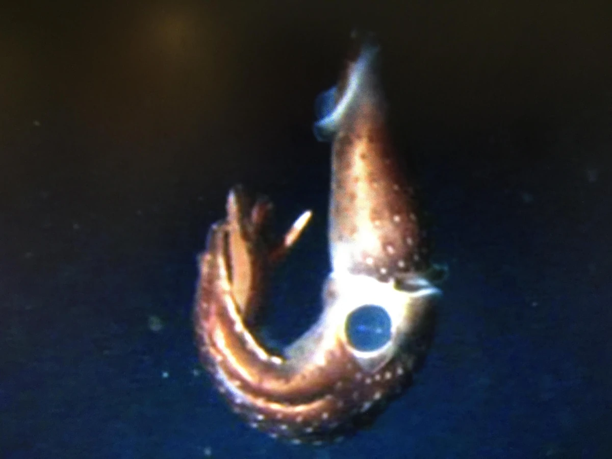 Jewel Squid | The Parody Wiki | Fandom