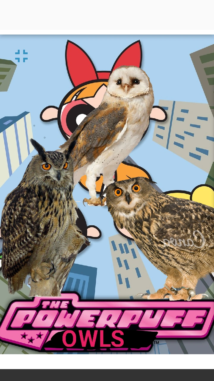 The Powerpuff Owls | The Parody Wiki | Fandom