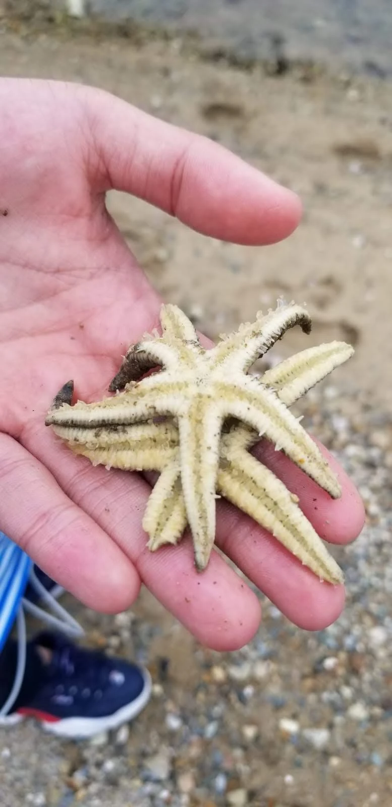 Archaster Typicus | The Parody Wiki | Fandom