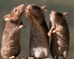 Singing Mice | The Parody Wiki | Fandom