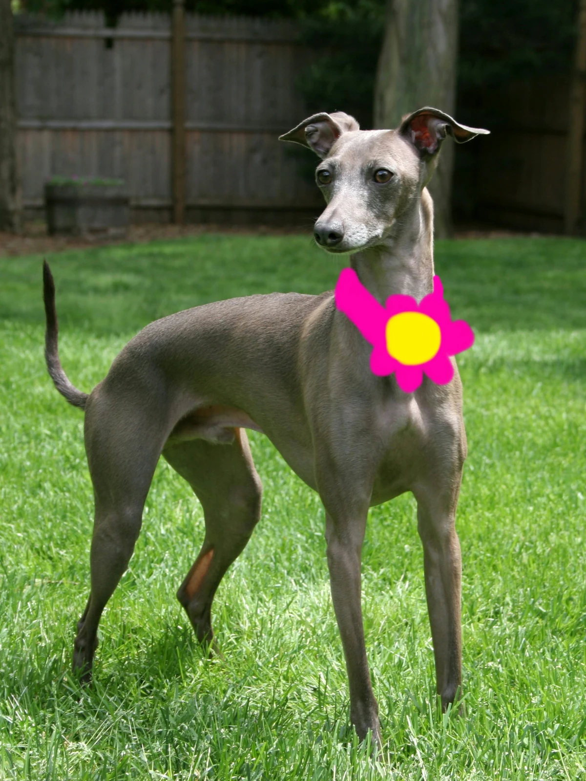 Rebecca (Scrappy-Doo) | The Parody Wiki | Fandom