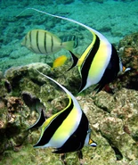 Finding Nemo (NatureRules1 Remake; Live Action Version) | The Parody ...