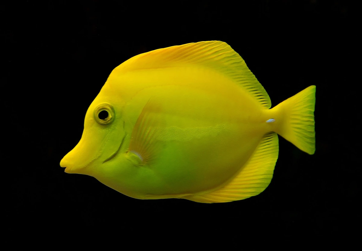 Yellow Tang | The Parody Wiki | Fandom