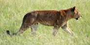 The Lion King (NatureRules1/GavenLovesAnimals Style) | The Parody Wiki ...