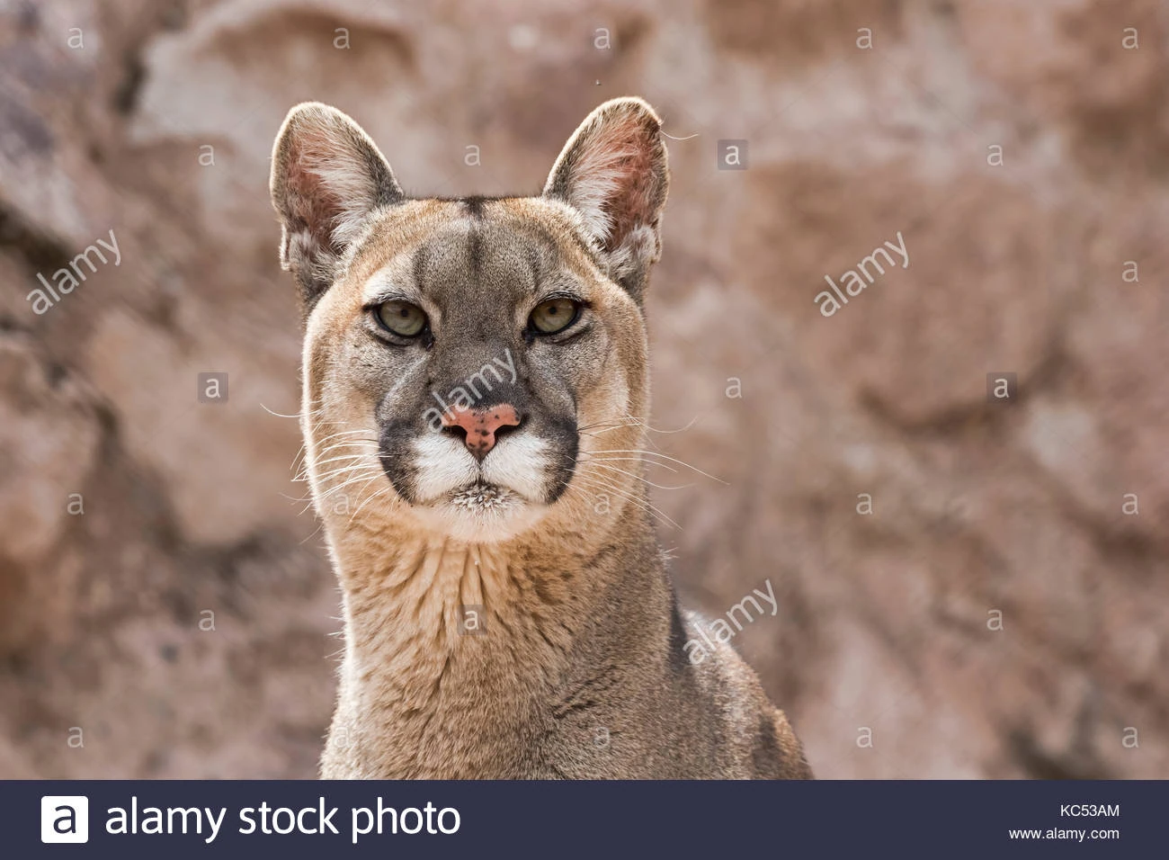 fluido polvo Administración north american puma Asimilación Despertar ...
