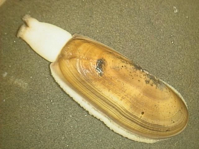 Pacific Razor Clam | The Parody Wiki | Fandom