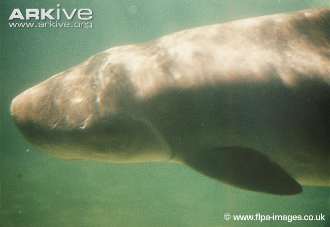Pygmy Sperm Whale The Parody Wiki Fandom