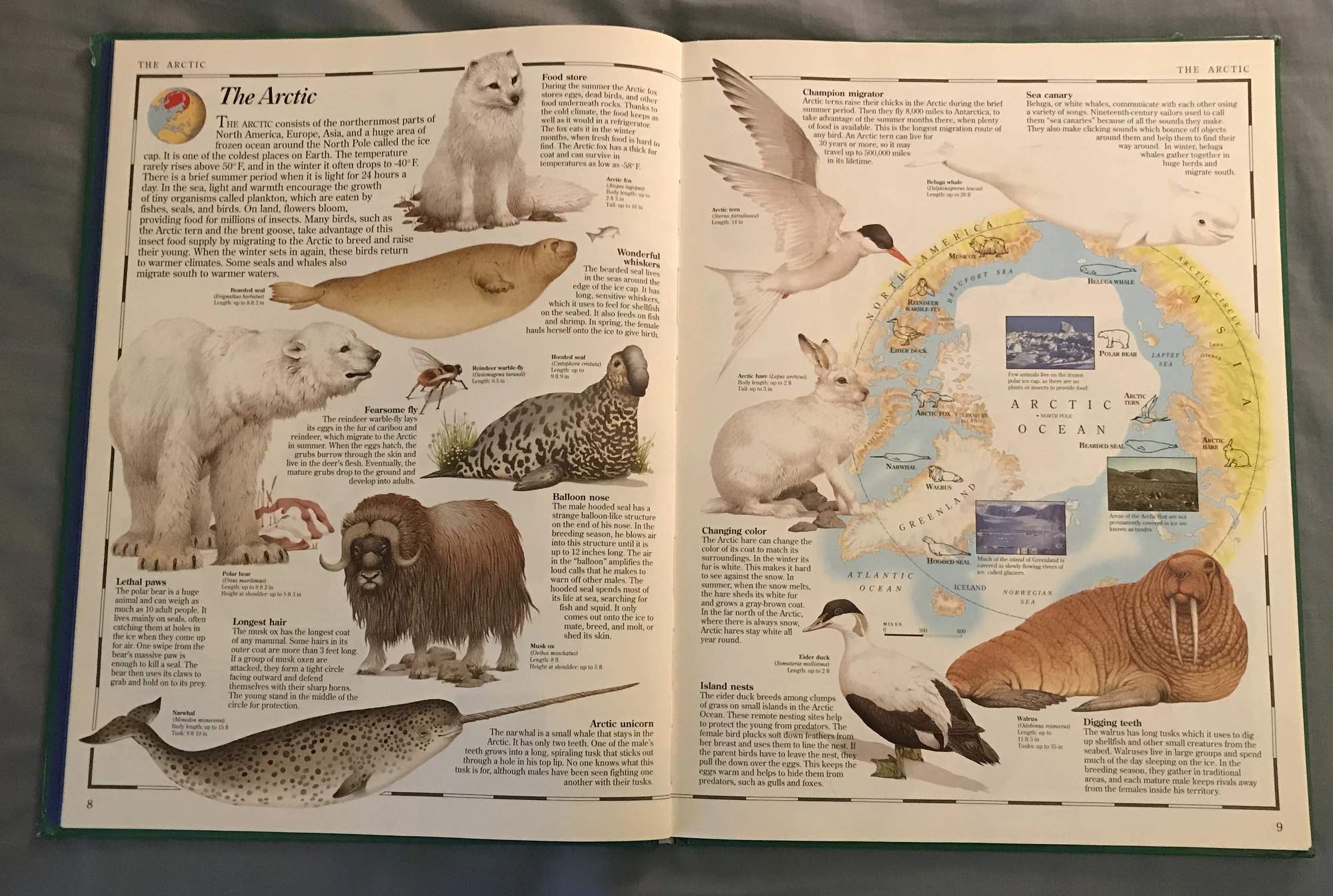 List of Species in The Animal Atlas | The Parody Wiki | Fandom