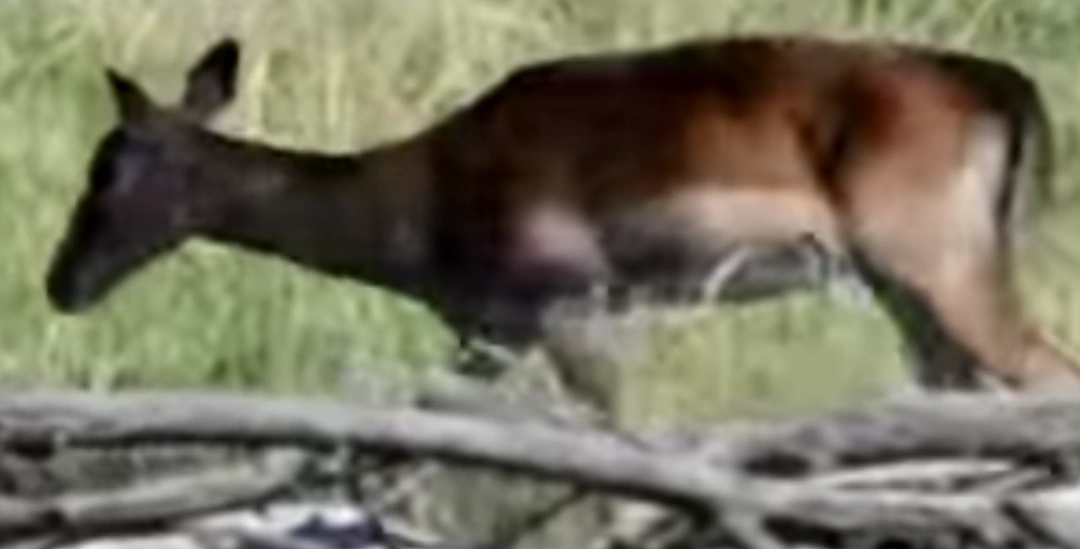 Frozen 2 (NatureRules1 Version) | The Parody Wiki | Fandom