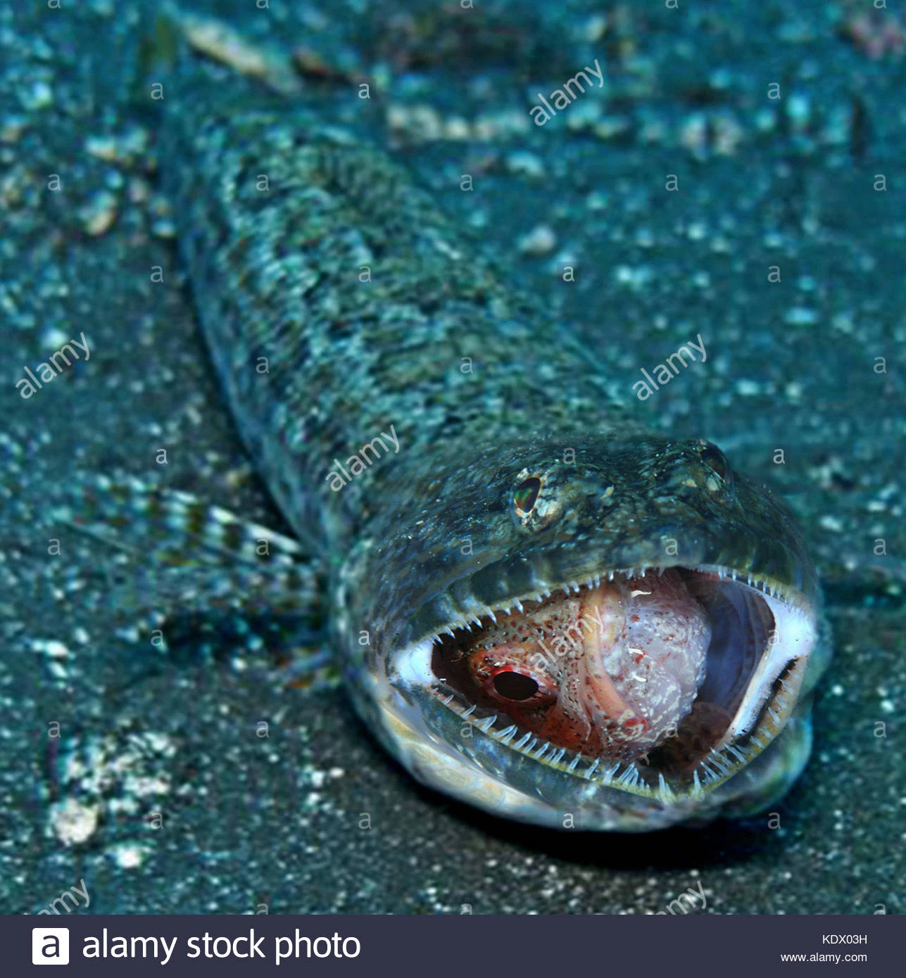 Lizard Fish