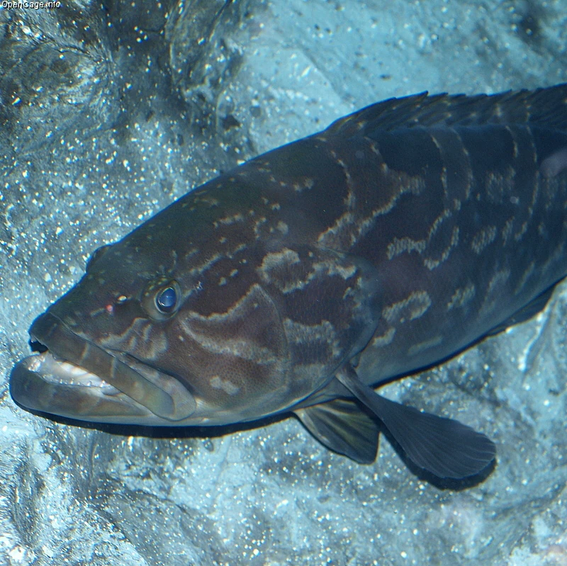 Longtooth Grouper | The Parody Wiki | Fandom
