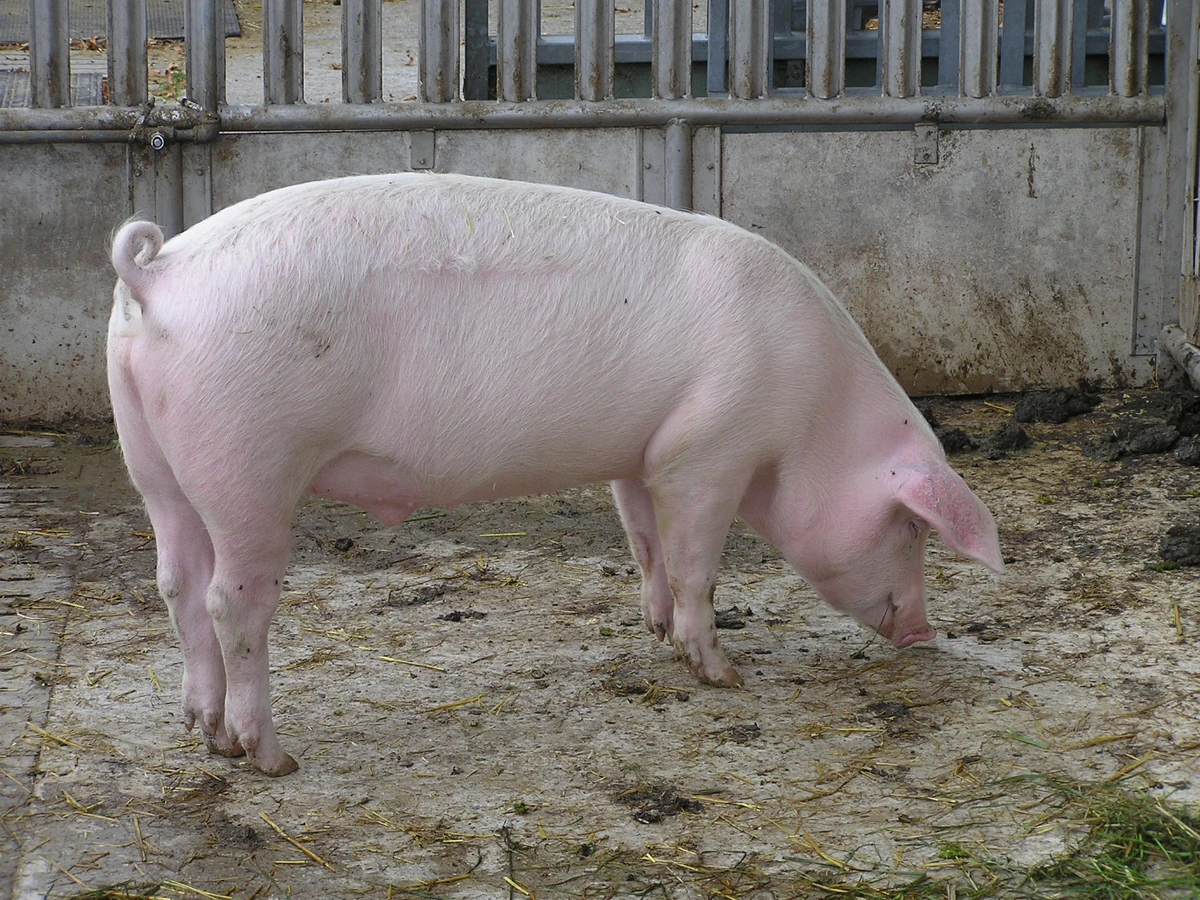 Paul the Pig | The Parody Wiki | Fandom
