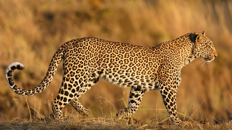 The Leopard King Franchise | The Parody Wiki | Fandom