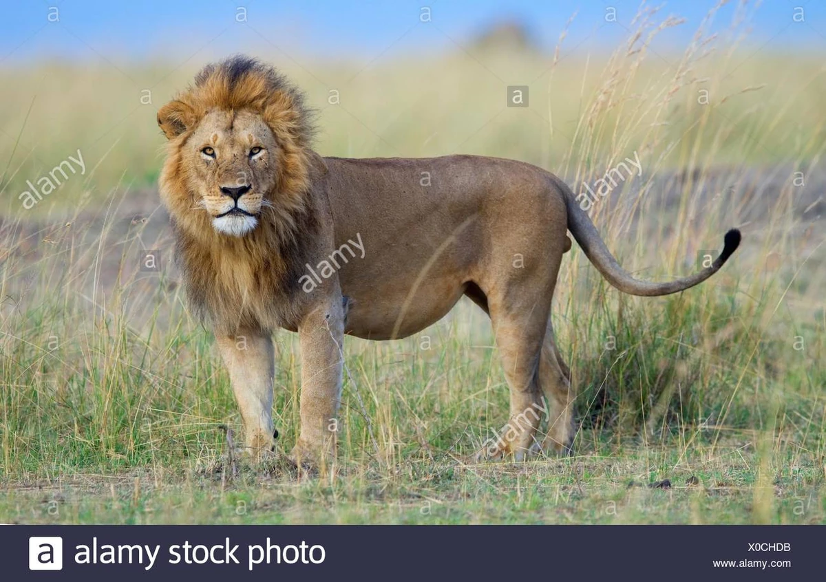 Animal Planet (NatureRules1 Version) | The Parody Wiki | Fandom