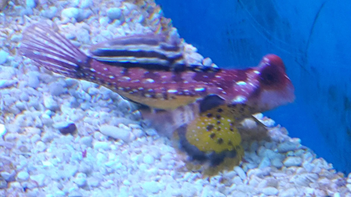 Redback Dragonet | The Parody Wiki | Fandom