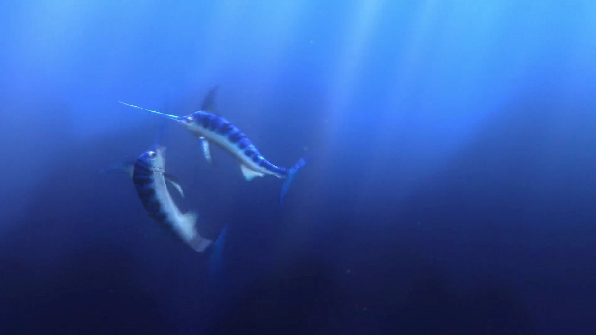 Swordfish (Finding Nemo) | The Parody Wiki | Fandom