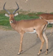 Zoo Tycoon (2001) (NatureRules1 Version) | The Parody Wiki | Fandom