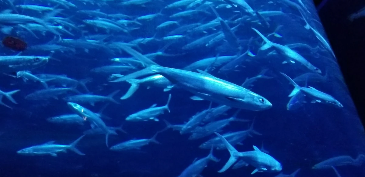 Milkfish | The Parody Wiki | Fandom