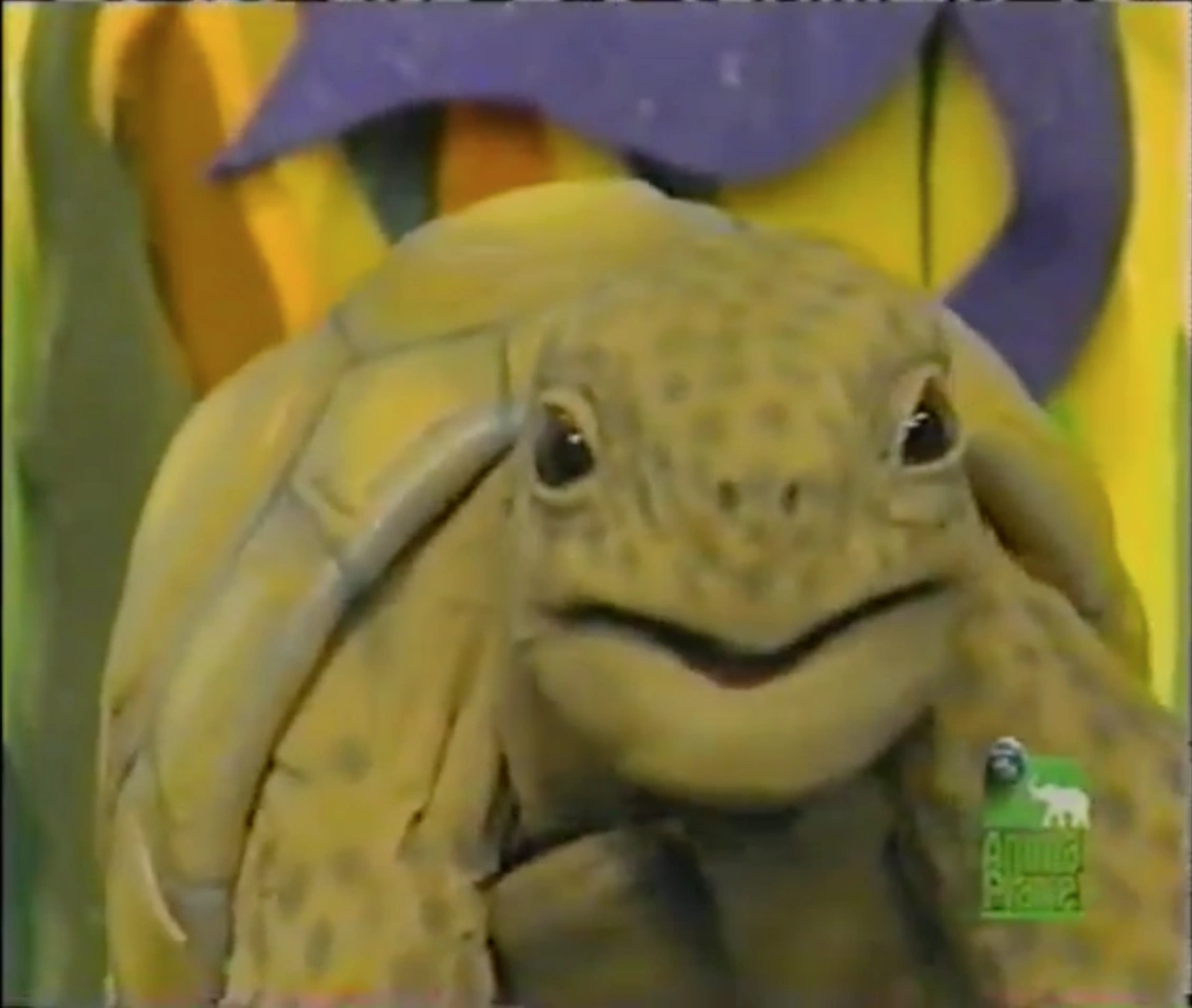 Penelope the Yellow-Footed Tortoise | The Parody Wiki | Fandom