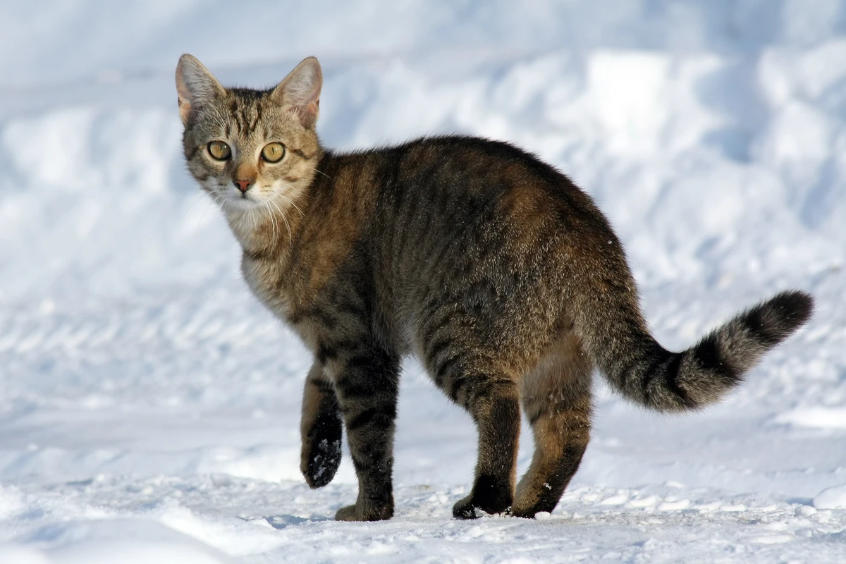 Cat Simulator Animal Life (NatureRules1 Style) | The Parody Wiki | Fandom