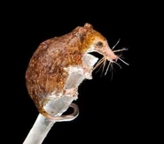 Brother Smilodon (NatureRules1 Version) | The Parody Wiki | Fandom