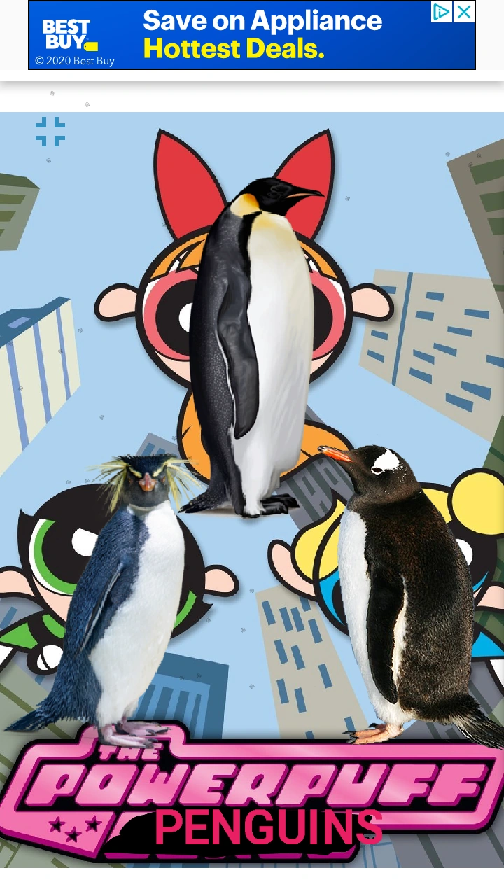 The Powerpuff Penguins | The Parody Wiki | Fandom