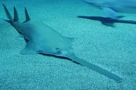 Longcomb Sawfish | The Parody Wiki | Fandom