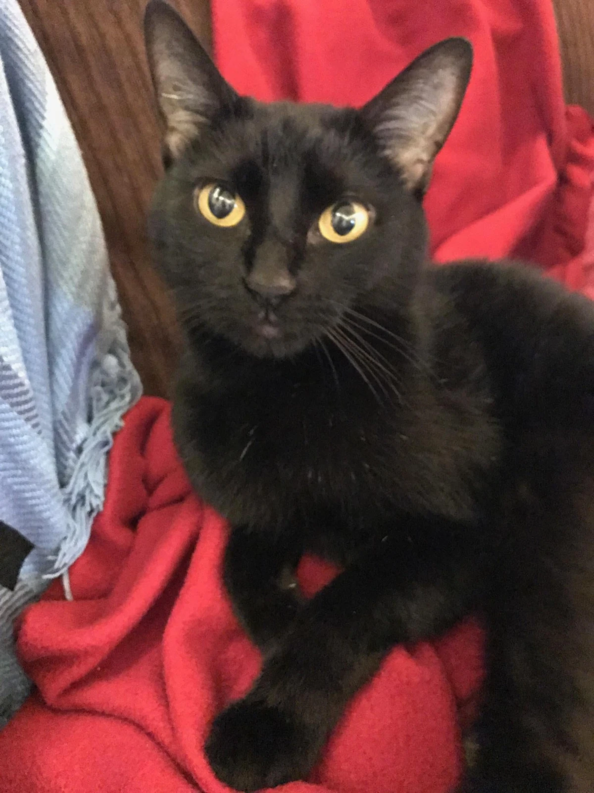 Phyllis The Cat | The Parody Wiki | Fandom