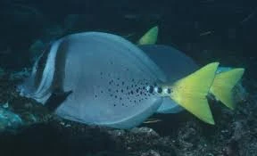 Sawtail Tang | The Parody Wiki | Fandom