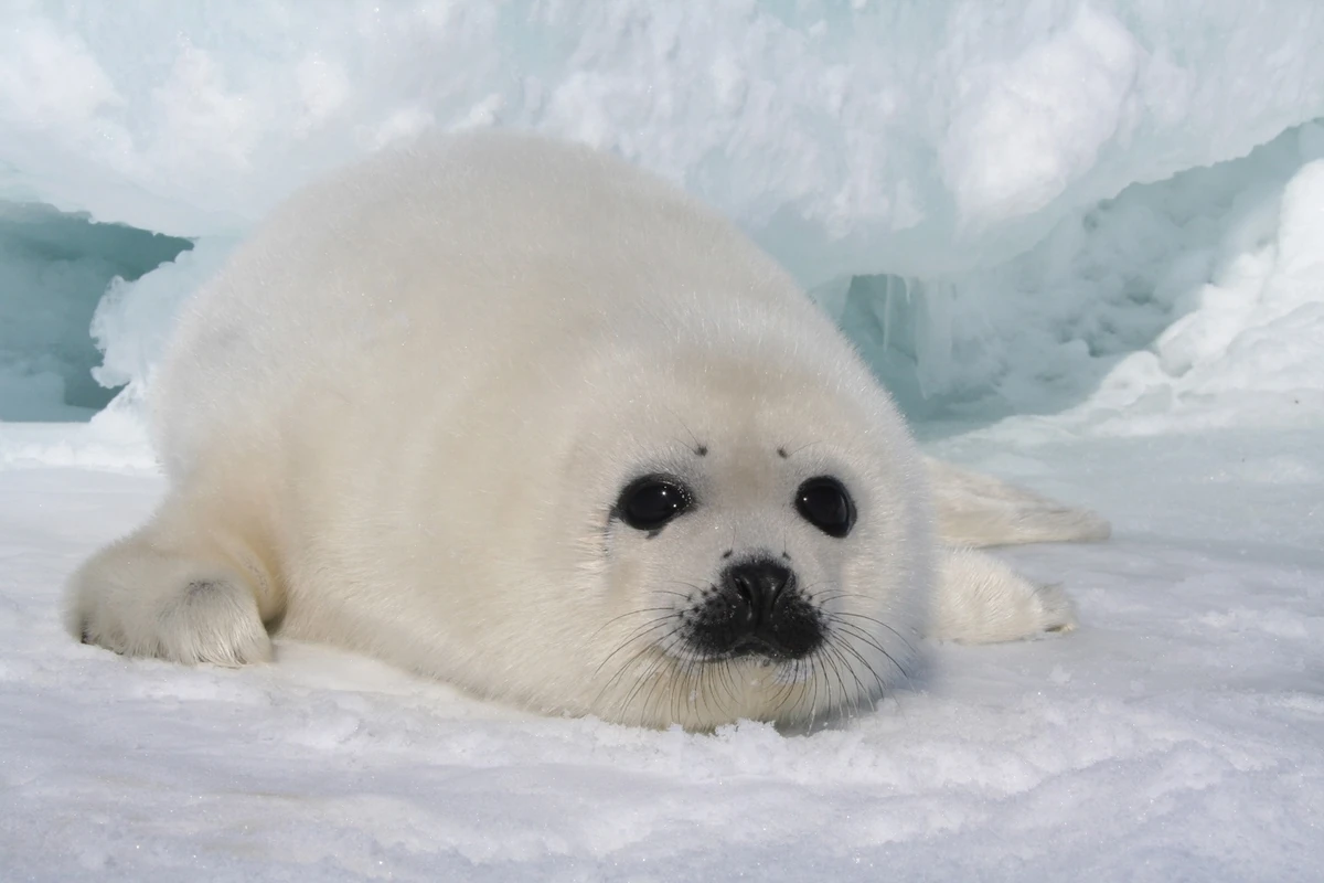 The Good Seal | The Parody Wiki | Fandom