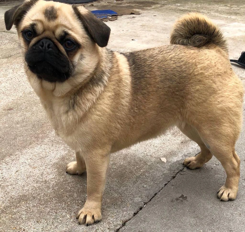 Stella the Pug | The Parody Wiki | Fandom