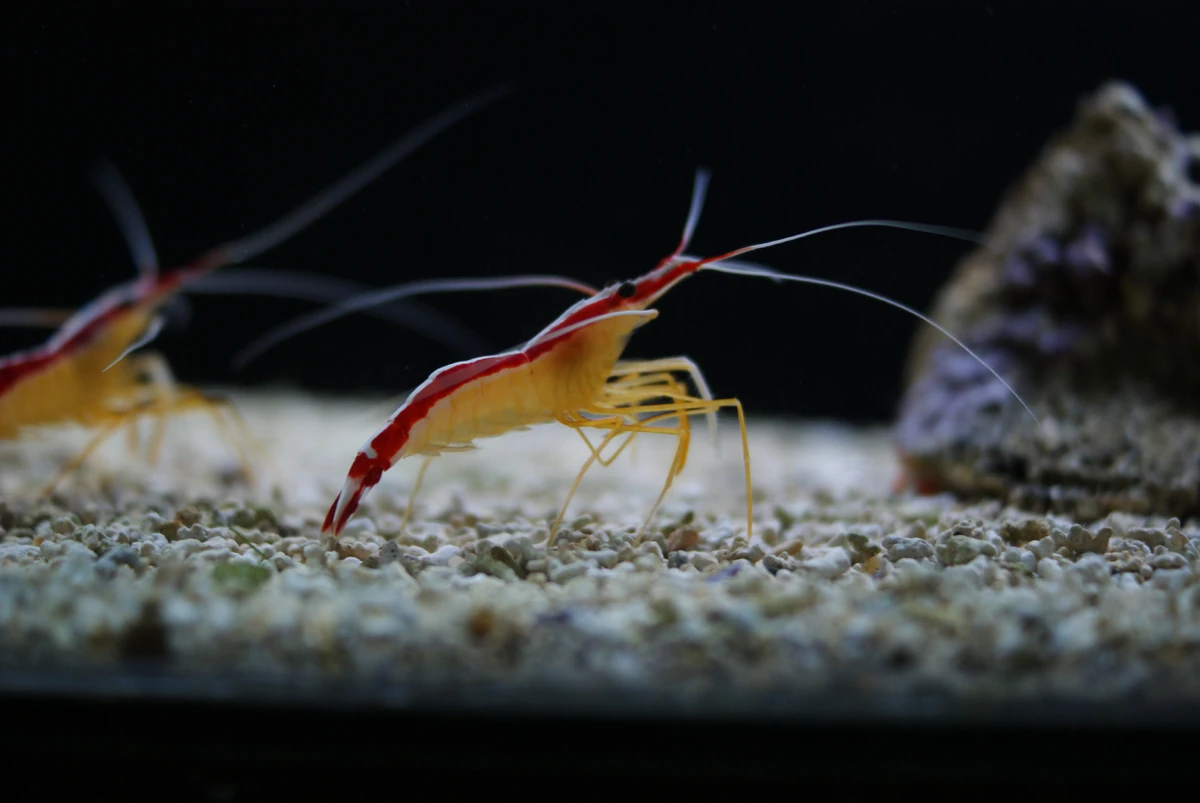 Shrimp | The Parody Wiki | Fandom