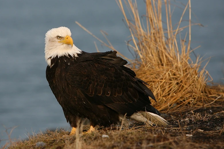 Eagle Pan | The Parody Wiki | Fandom