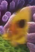 Raccoon Butterflyfish | The Parody Wiki | Fandom