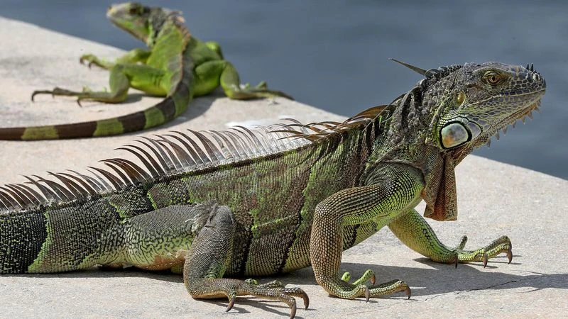 Totally Scaly Animals | The Parody Wiki | Fandom