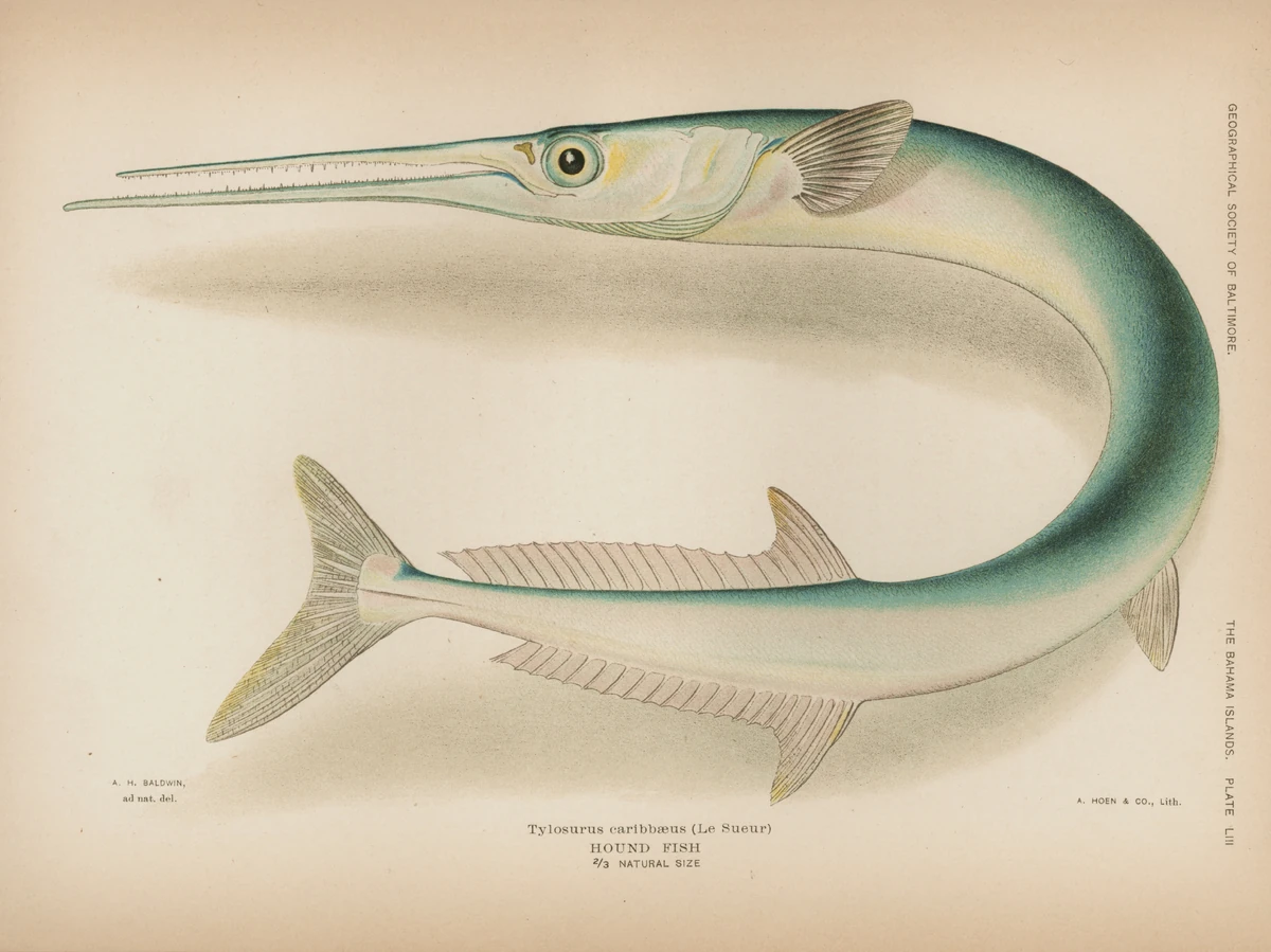 Houndfish | The Parody Wiki | Fandom
