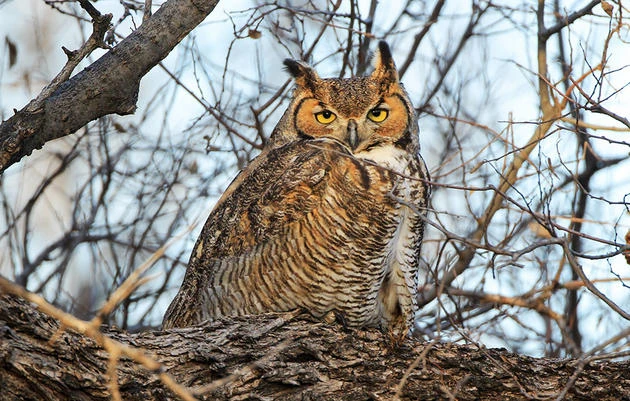 Teenage Mutant Ninja Owls (NatureRules1 and Samwei1234 Version) | The ...