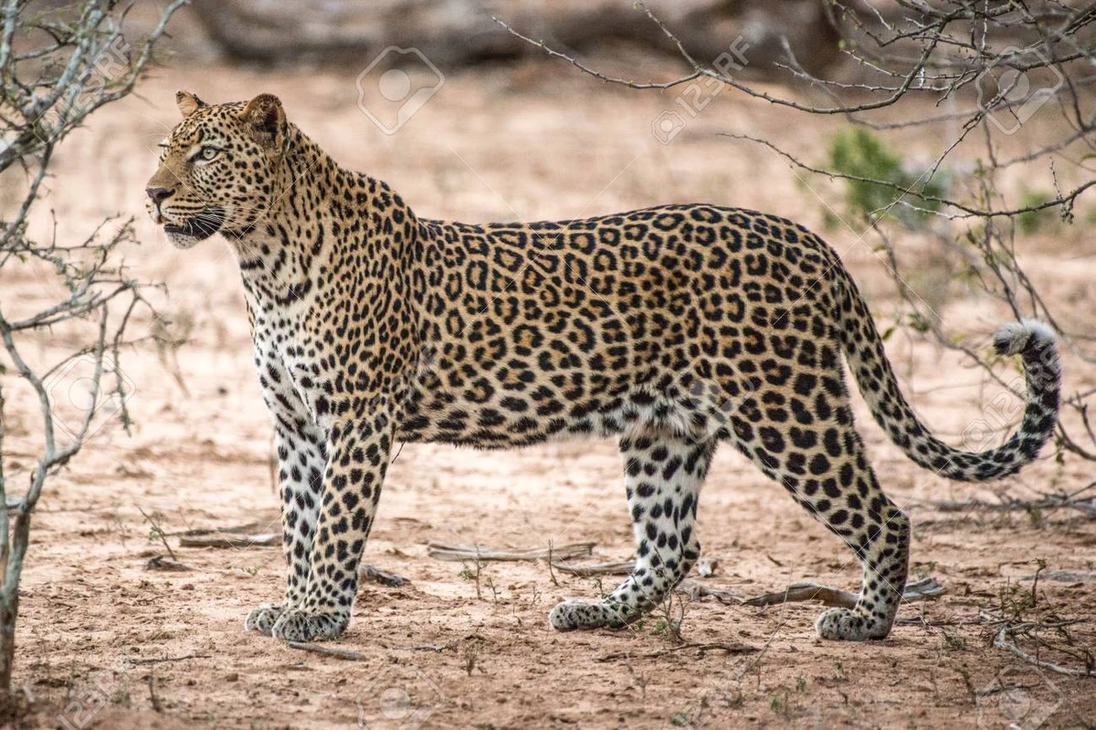 African Leopard | The Parody Wiki | Fandom