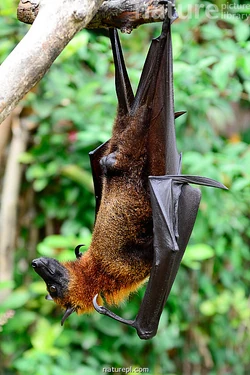 Mindanao Pygmy Fruit Bat