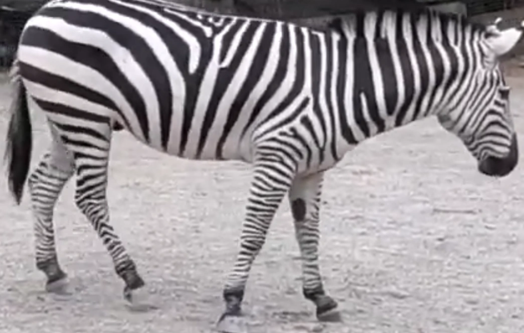 Spirit: Stallion of the Cimarron (NatureRules1 Version) | The Parody ...