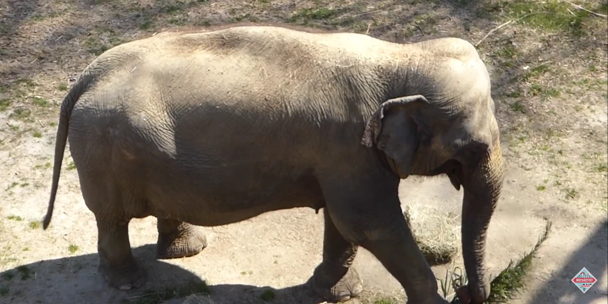 List of Species in Smithsonian's National Zoo | The Parody Wiki | Fandom