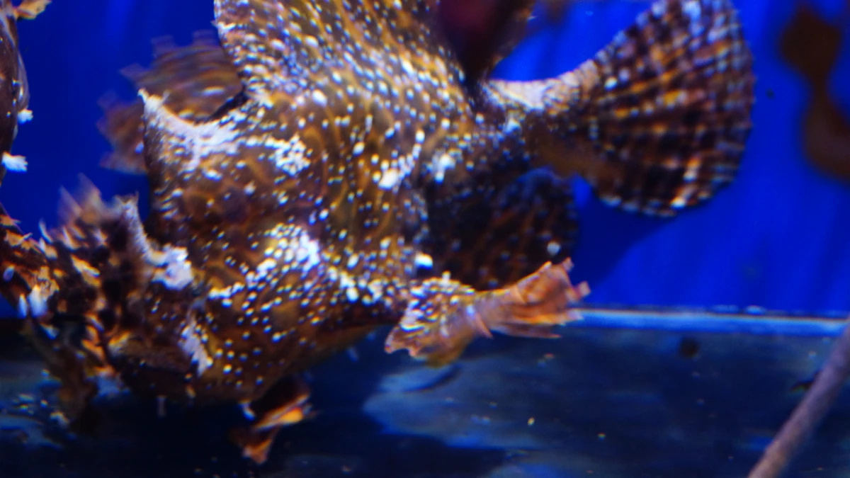 Sargassum Fish | The Parody Wiki | Fandom